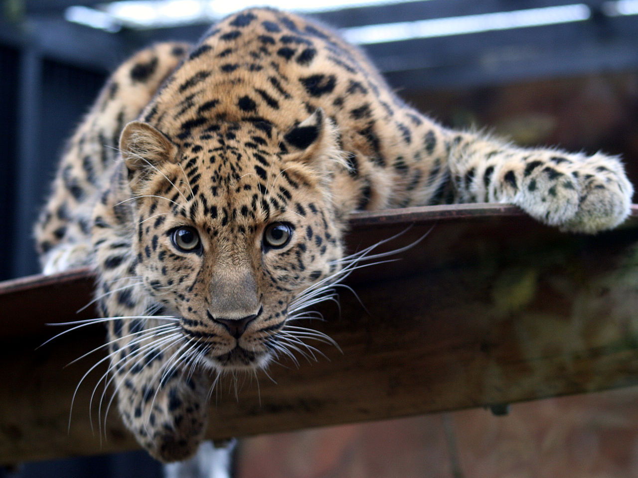 A leopard (or HSBC, or Monsanto) doesn't change its spots