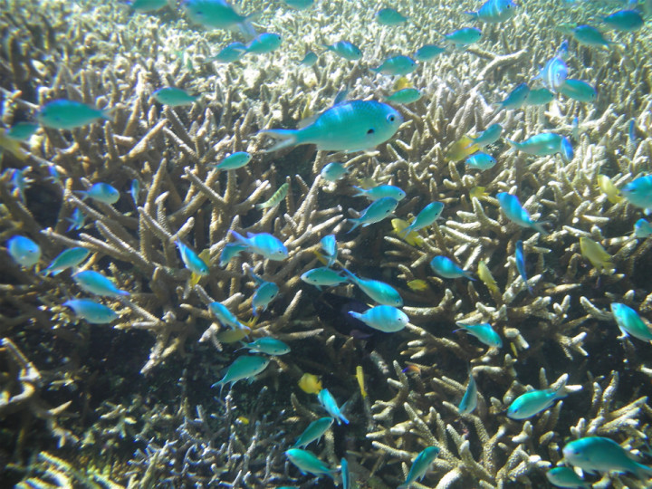 Okinawa, Japan: fighting to save nature and culture