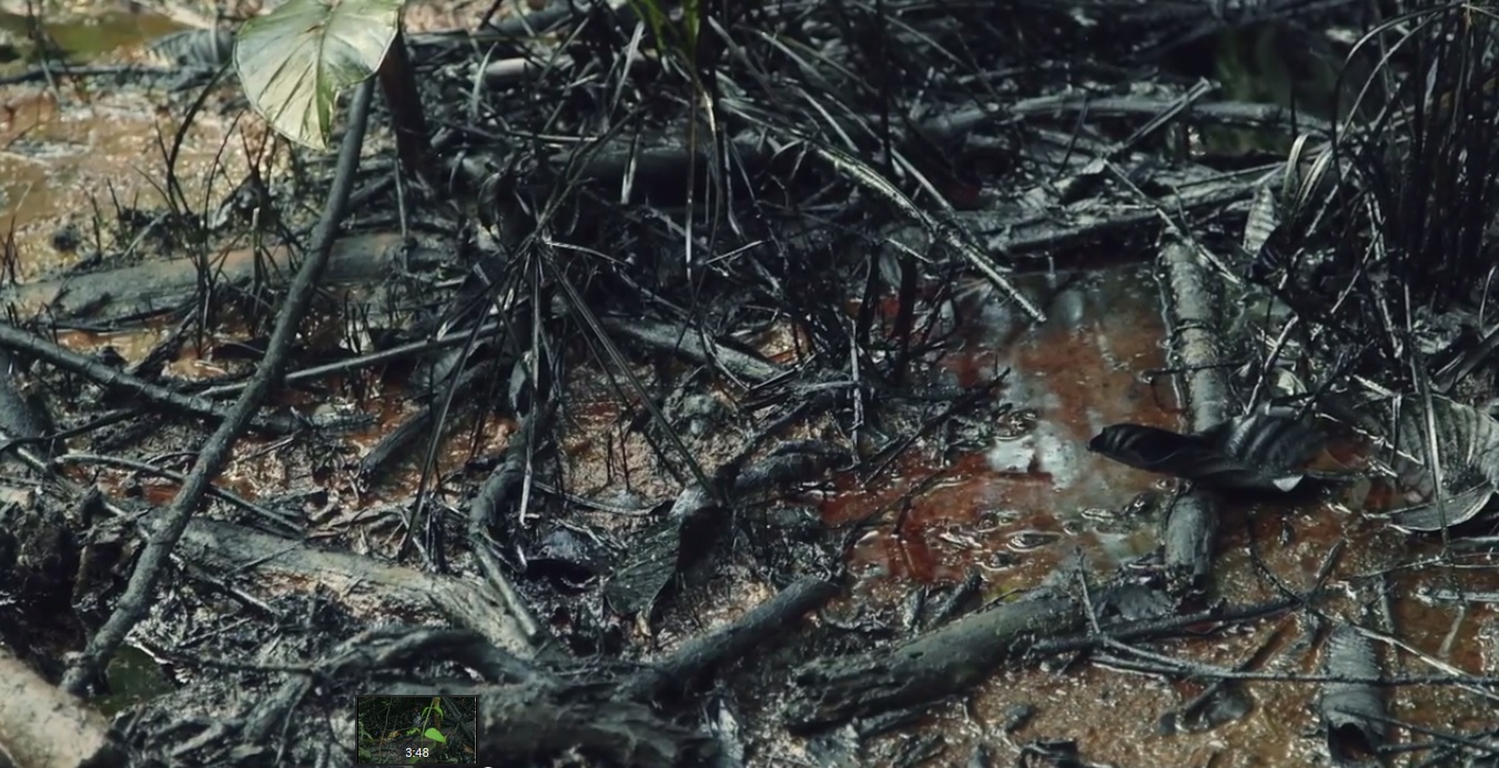 New film highlights Ecuador's fight with Chevron over Amazon contamination