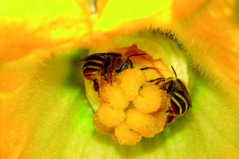 ‘Bees Can Help Boost Food Security of Two Billion Small Farmers at No Cost’