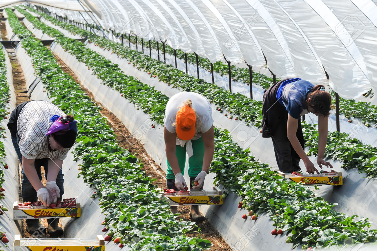 Grecia, la Corte Europea contro traffico di esseri umani e lavoro forzato