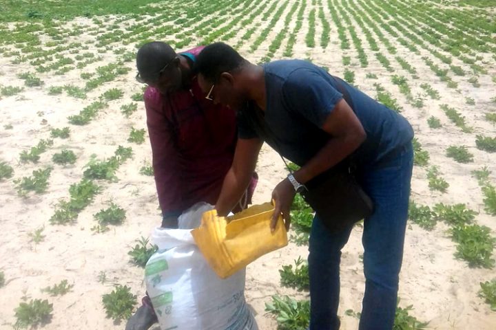 Sénégal : l'agriculture biologique au service de la société