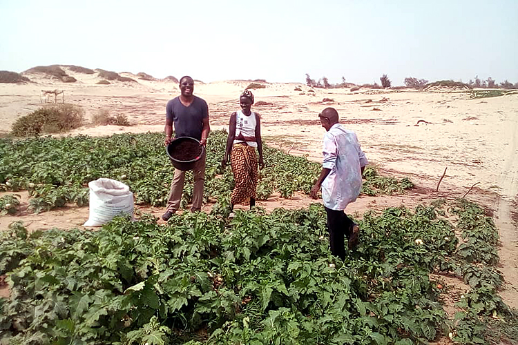 Sénégal : l'agriculture biologique au service de la société