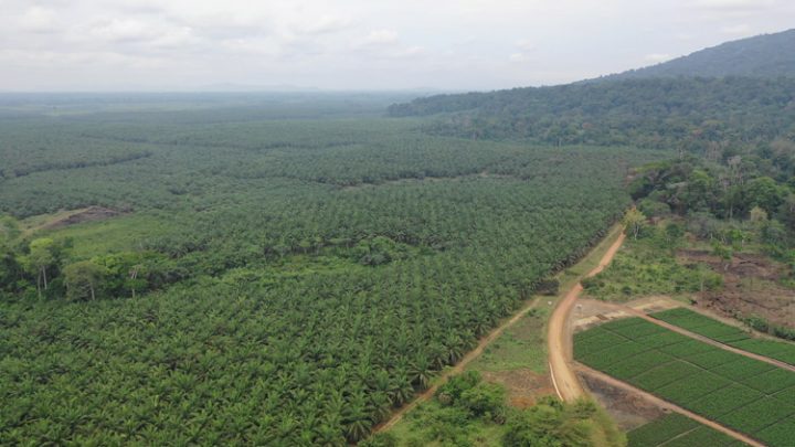 Les Bagyéli menacés par les plantations industrielles au sud-Cameroun