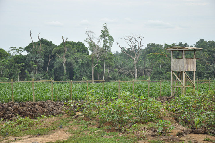 Les Bagyéli menacés par les plantations industrielles au sud-Cameroun