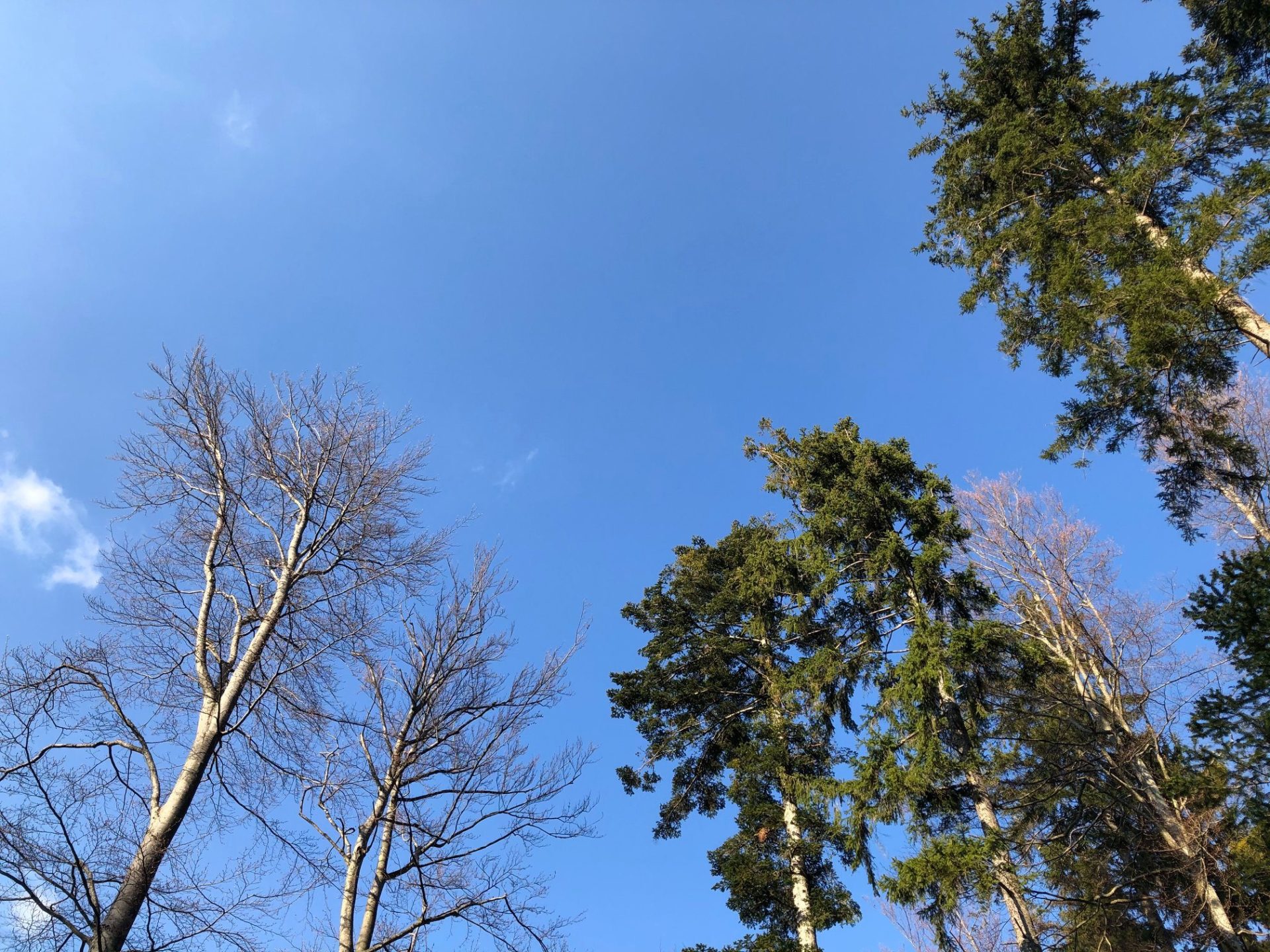 Abrupt Ecosystem Collapse