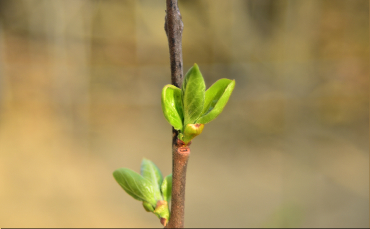 Kaki Tree Project: todo nació de un árbol muy especial