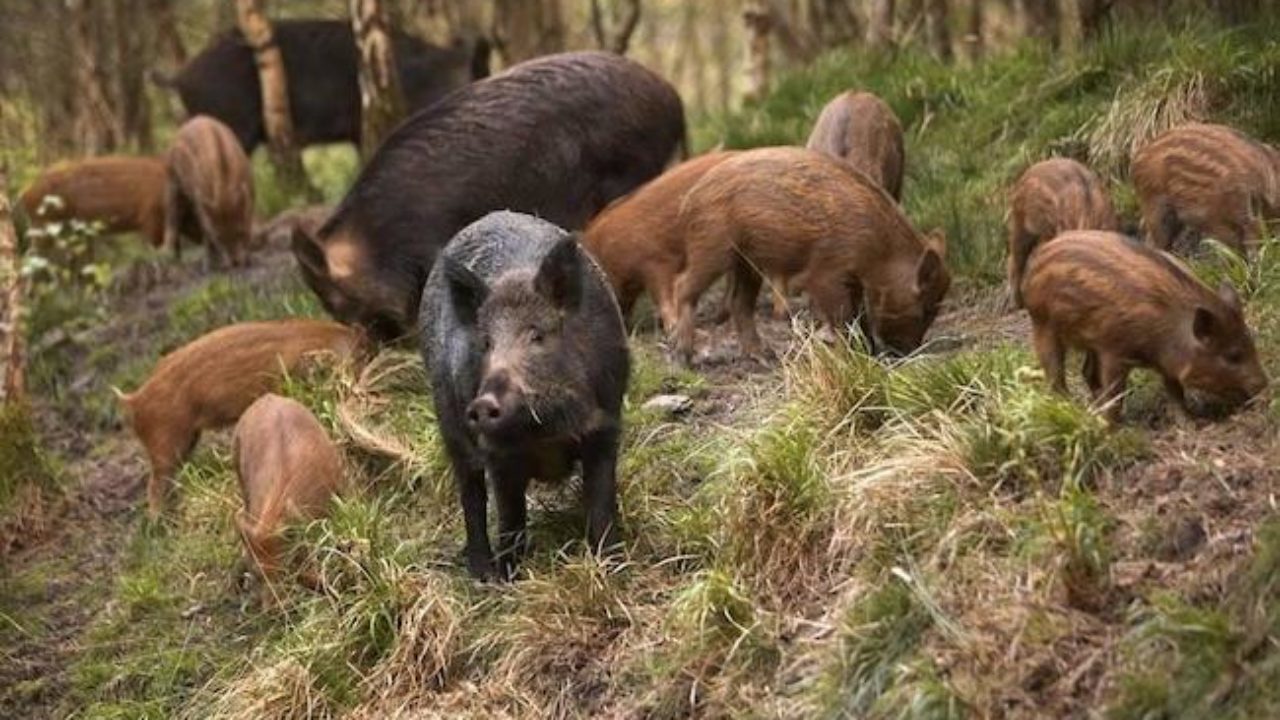 “La caccia è la causa della proliferazione dei cinghiali”. Intervista a ...