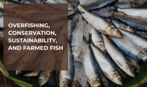 Overfishing, Conservation, Sustainability, and Farmed Fish