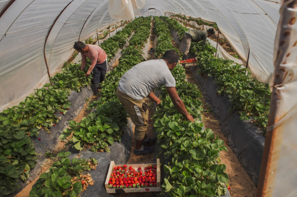 Manolada Watch: Πώς είναι η κατάσταση των εργατών γης στη Μανωλάδα σήμερα;