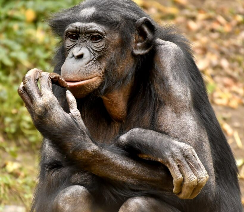 Grandes simios: un tráfico silenciado