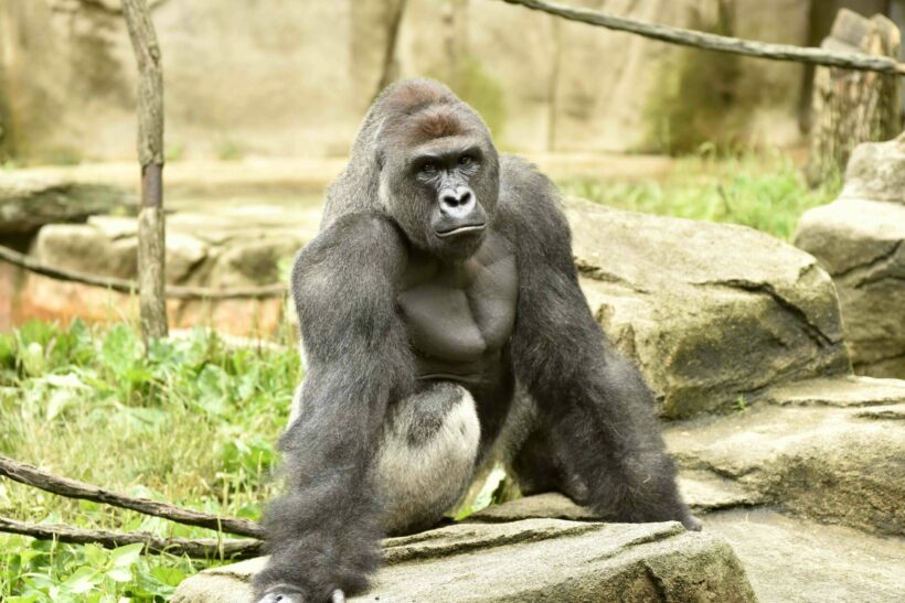 Jeff McCurry, el amigo de Harambe
