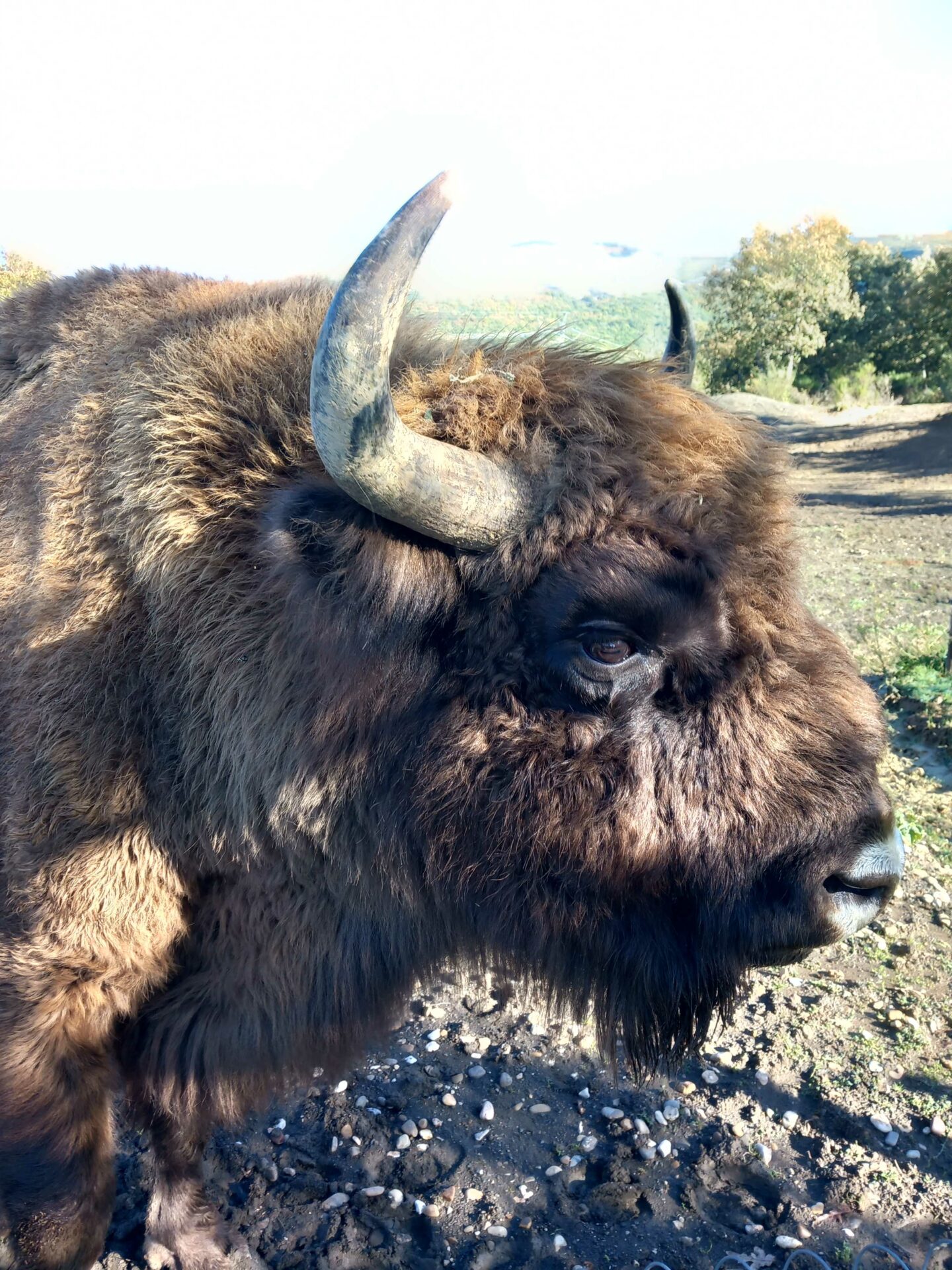 Reserva del Bisonte Europeo