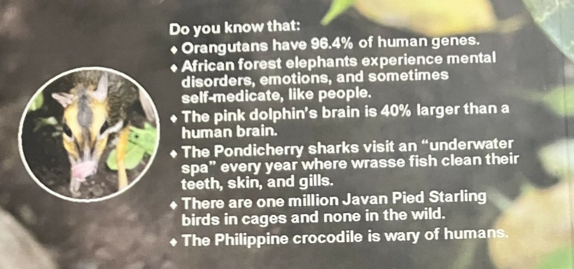 A Book about Critically Endangered Animals is now Out