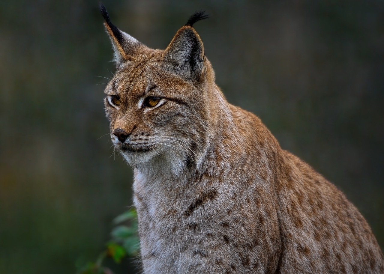 The Allure of the Lynx: Celebrating International Lynx Day