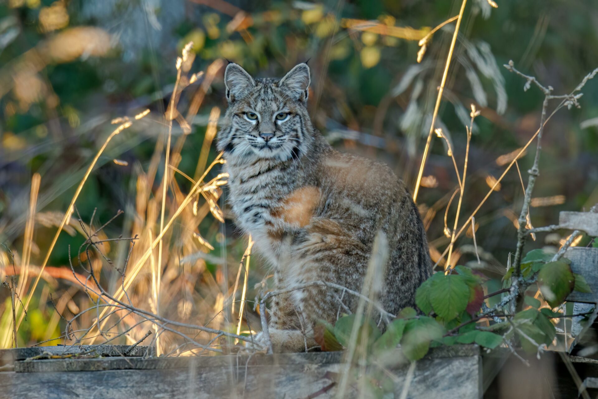 The Allure of the Lynx: Celebrating International Lynx Day
